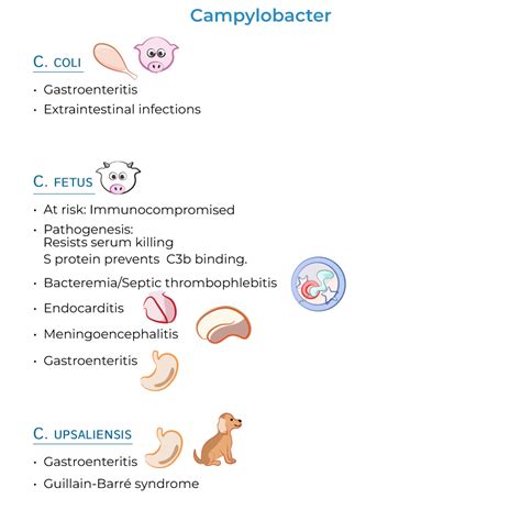 Immunology Microbiology Glossary Campylobacter Ditki Medical And Biological Sciences