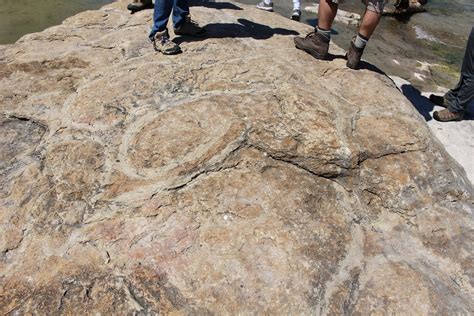Finding Fossils Fossil Reefs Around Austin