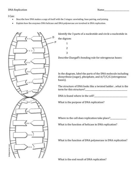 DNA Replication Worksheet Helicase Polymerase