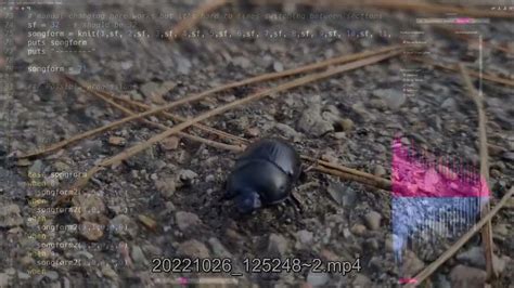 Geotrupes Spiniger Filmed In November Youtube