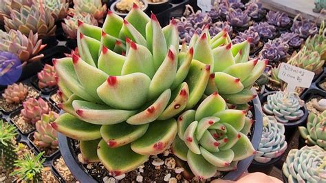 🐉다육판매🐉다육이 예쁨 실화냐 예쁜애 옆에 예쁜애~지드레곤말고 블루드레곤😎화분별도다육이 이천 Succulent 多肉植物 Youtube