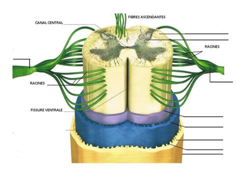 Histologie De La Moelle épinière De La Dure Mère