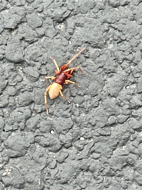 Two Pics Of Same Bug One Inside Darker Garage One Outside R