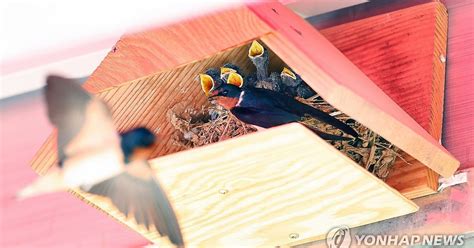 안전한 제비 둥지