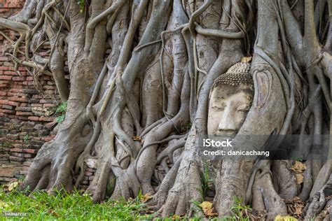 왓 마하 탓의 보리수 뿌리에 갇힌 돌 부처 머리 동상 보리수에 대한 스톡 사진 및 기타 이미지 보리수 불교 문화 Istock