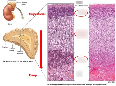 Diagrama Do Cortex Adrenal