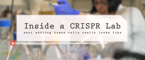 Watch Inside A Crispr Lab Cal Alumni Association