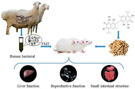 Rumen Microbiota Transplantation Alleviates Gossypol Diet Induced