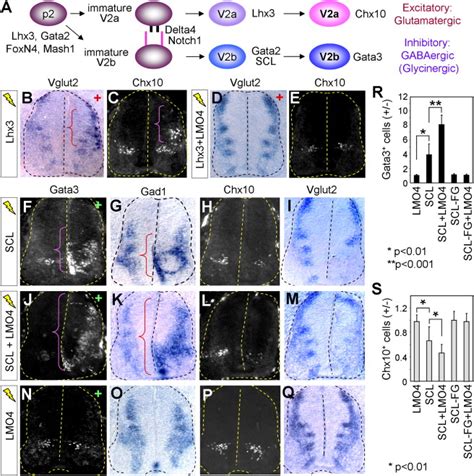 Lmo4 Controls The Balance Between Excitatory And Inhibitory Spinal V2 Interneurons Neuron