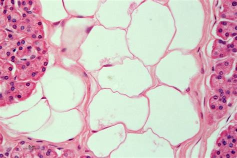 sem images connective tissue drawing medical laboratory science biology