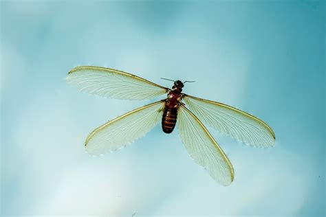6 Bugs That Look Like Flying Termites Termite Infestation Signs