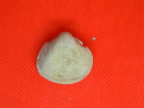 Fossil Specimen Bivalvia Jurassic James