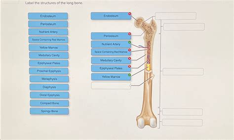 Solved Label The Structures Of The Long Bone
