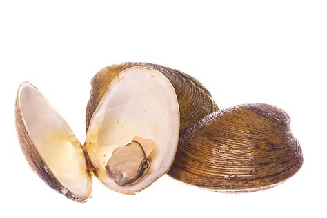 Mangrove Swamp Lokan Clams Isolated Lokan Aquaculture Lokan Clams