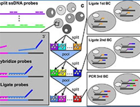 Mapit Seq Co Profiling Of In Situ Rna Protein Interactions And Transcriptome In Single Cells