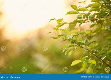 Beautiful Tree Branch With Green Leaves Close Up Sunrise Rays In The
