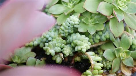 다육 식물 수집 캘리포니아 미국에서 원예 홈 가든 디자인 다양한 식물 암탉과 병아리의 다양성 장식 관상용 에크베리아 하우스 플랜트 플로리컬의 모듬 혼합 0명에 대한 스톡