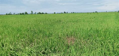 កសិករ នៅ ឃុំ មួយ ក្នុង ខេត្ត ពោធិ៍សាត់ បារម្ភ ពី ទិន្នផល ស្រូវ ធ្លាក់ ចុះ ខណៈ សត្វ ល្អិត មួយ