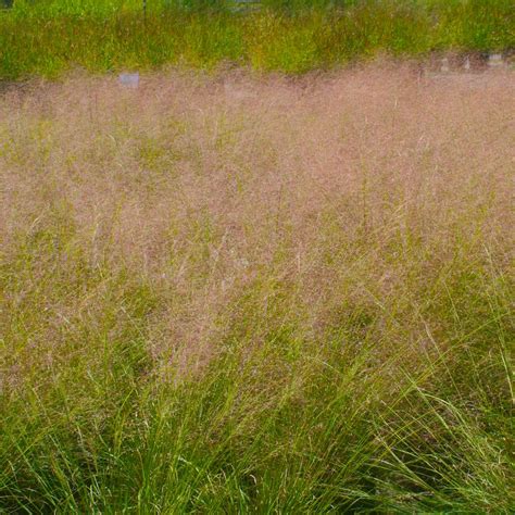 Muhlenbergia Reverchonii Undaunted Ruby Muhly From Sandy S Plants