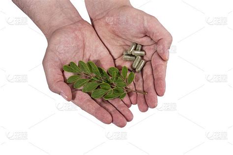 辣木属的鉴定 辣木叶和胶囊在男性手中
