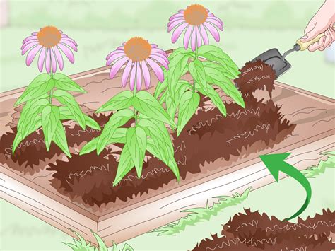 How To Divide Coneflowers With Pictures Wikihow