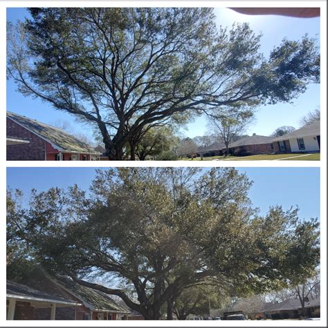 Tree Trimming Before And After