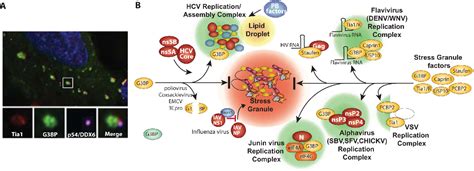Figure 1 From Cytoplasmic Rna Granules And Viral Infection Semantic Scholar