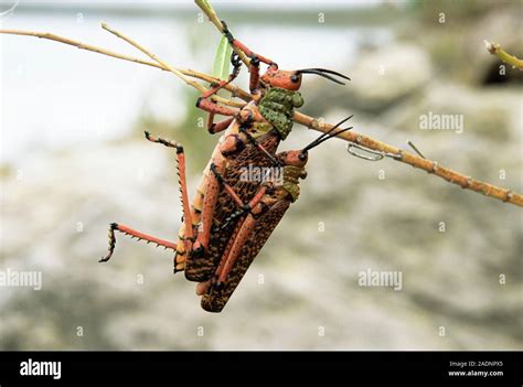 Milkweed Locusts Phymateus Morbillosus Mating In A Tree Milkweed Locusts Are Sexually