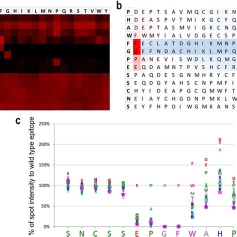 Identification Of Binding Epitope For M4m A Schematic Representation Download Scientific