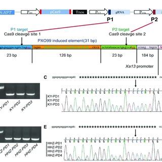 List Of The Primers Used For CRISPR Cas9 Expression Vector Construction Download Scientific