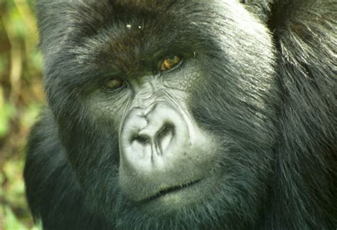 Лицо гориллы 68 фото