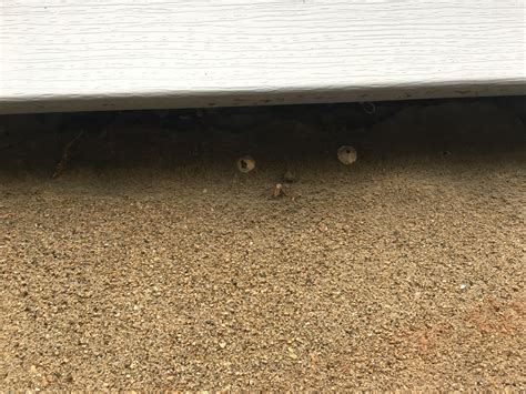 Small Mud Nests About The Size Of A Pea Louisville Ky Rwhatsthisbug