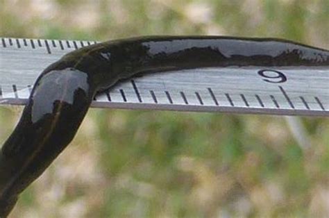 Platydemus Manokwari Alias Cacing Pipih Papua Nugini Salah Satu