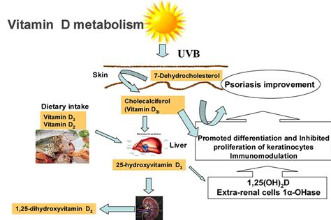 Understanding The Difference Between Uva Uvb And Uvc Rays Unitop