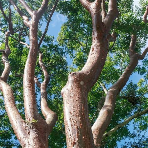 Palo Santo Bursera Graveolens Druid Alchemy