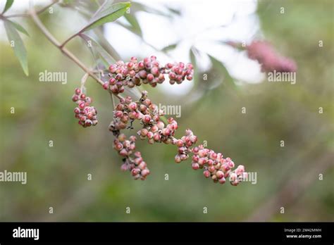 A Panicle Of Monks Pepper Bears Brownish Red Black Spherical Fruits