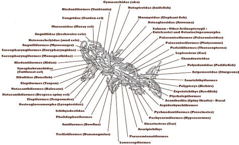 Evolution Posters Interactive Tree