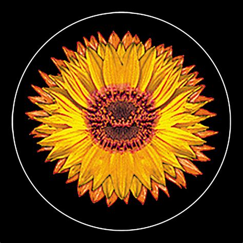 Rememory Failsafe Artists Collections