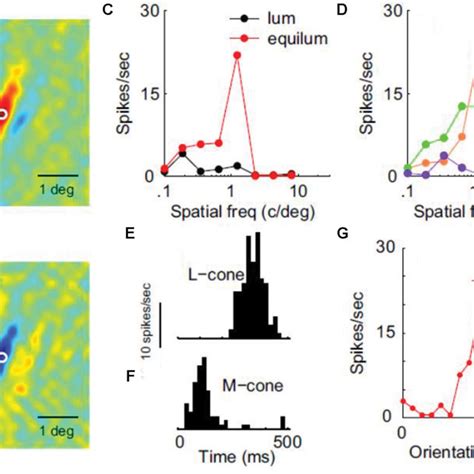 Receptive Filed Properties Of A Double Opponent Simple Cell From Area Download Scientific