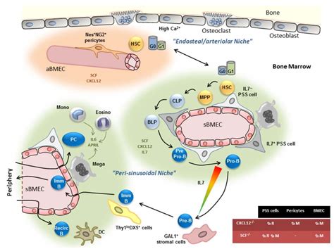 Bone Marrow Hematopoietic Stem Cells