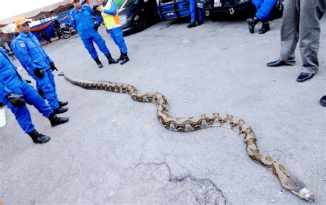 Cool Stuff You Can Use Gigantic Snake Dies Few Days After Capture