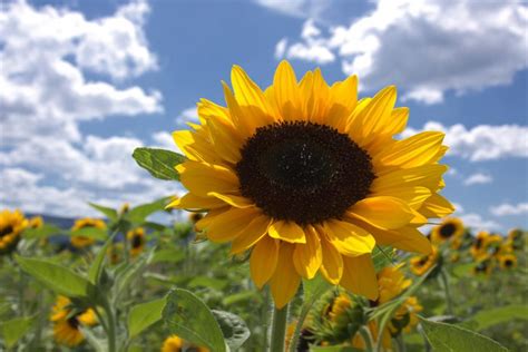 2018 September 13 Plantasonya O Seu Blog Sobre Cultivo De Plantas E