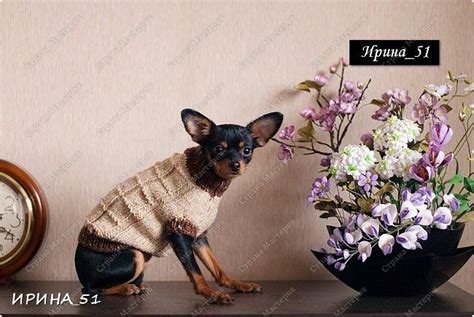 Реалистичные цветы из фоамирана Цветы Терьер Работы