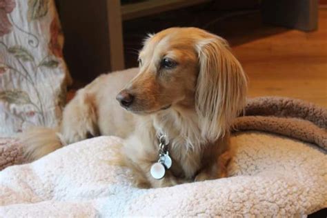 Long Haired Dachshund Blonde