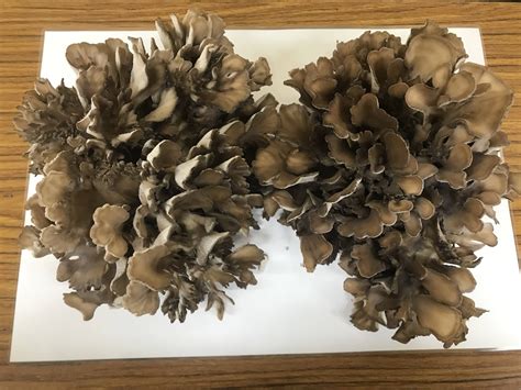 但馬産舞茸しゃきしゃき歯ごたえ味わいコウノトリまいたけ約1 1kg兵庫県産のマイタケ食べチョク産地直送 産直 お取り寄せ通販