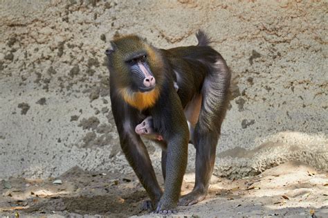 Birth Of A Mandrill At The Zoo De La Palmyre