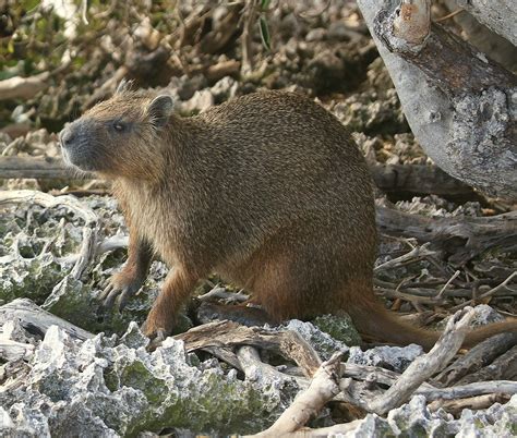 Cuban Hutia Cuba Is Home To A Wide Variety Of Endemic Spec Flickr
