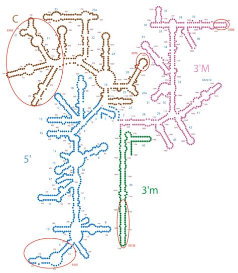 sequence and secondary structure of 18s from s cerevisiae expansion