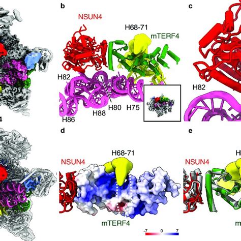 Late Assembly Steps Of The 39s Mitoribosome Cartoon Depicting The Late
