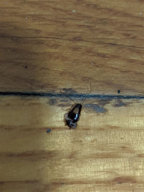 what is this bug sorry it is squashed i couldn t help it it is the second time i see one